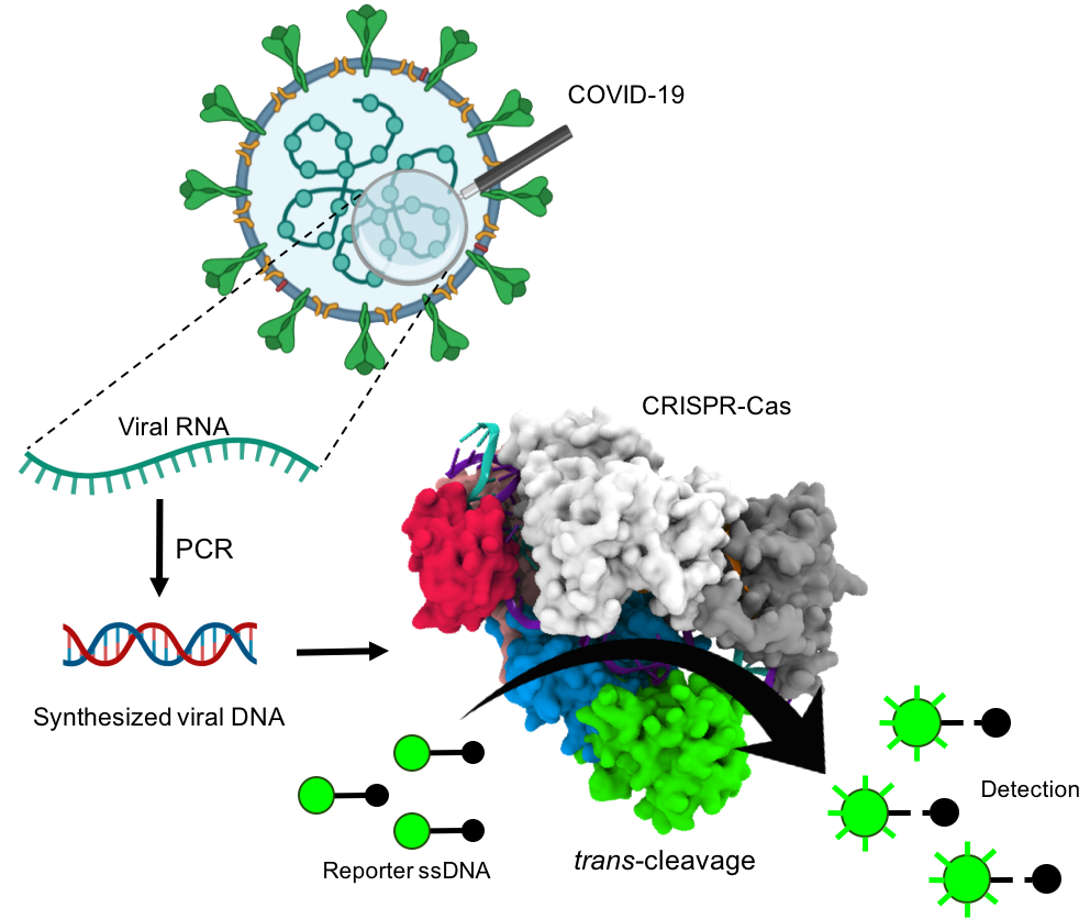 UC Riverside engineers are using supercomputers to investigate rapid, CRISPR-based COVID-19 ...